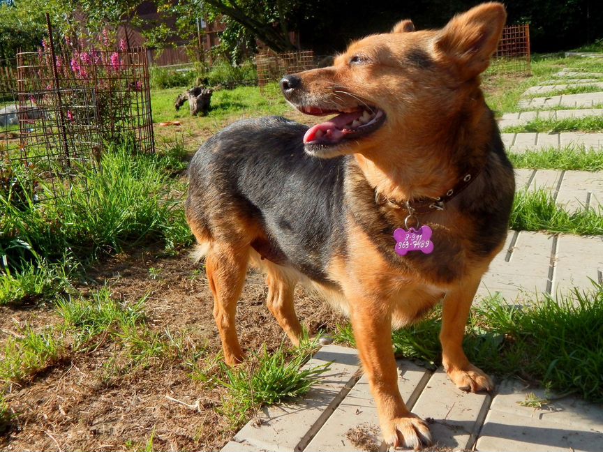 Маленькая собака в добрые руки