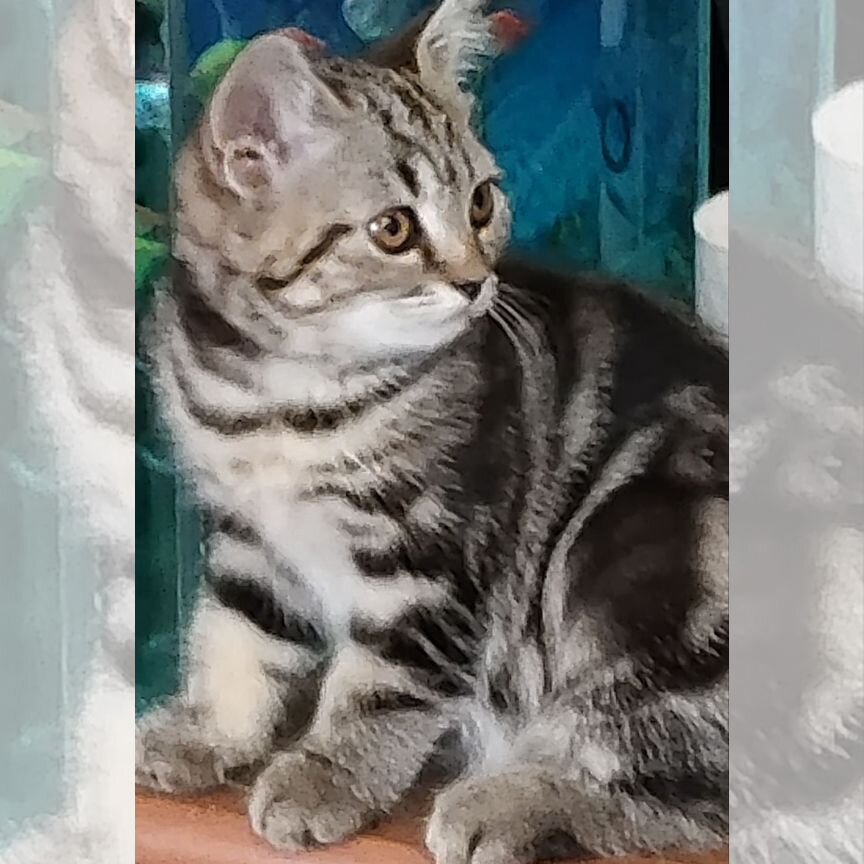 Шотландский прямоухий короткошёрстный котёнок