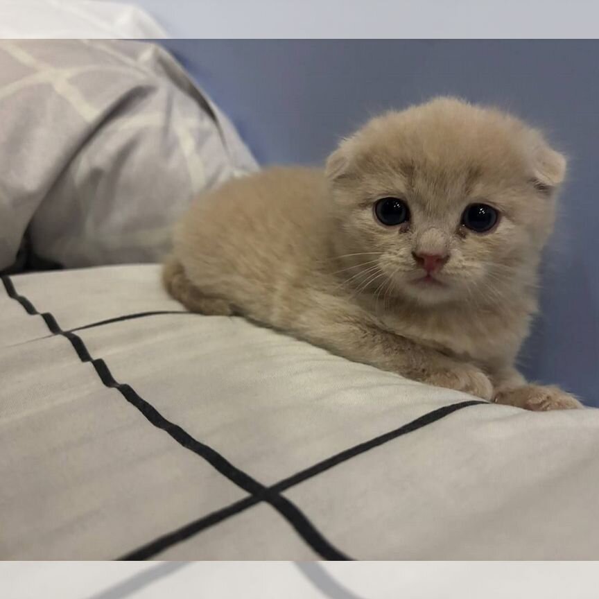 Шотландский вислоухий короткошёрстный котёнок