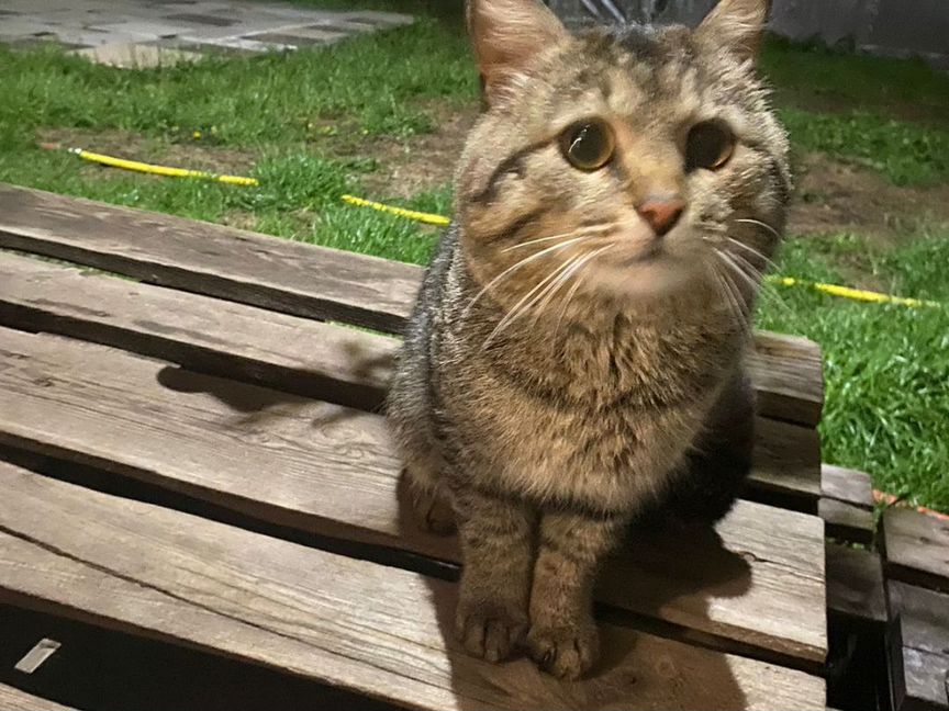 Кот Соломон