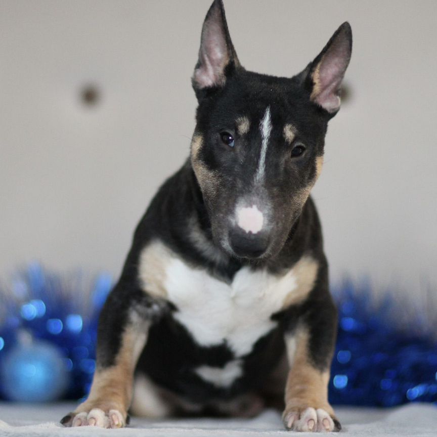 Мини-бультерьер, щенок