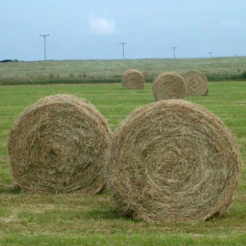 Сено в рулонах