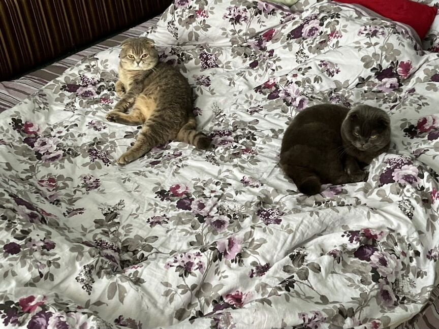 Отдам в добрые руки котов