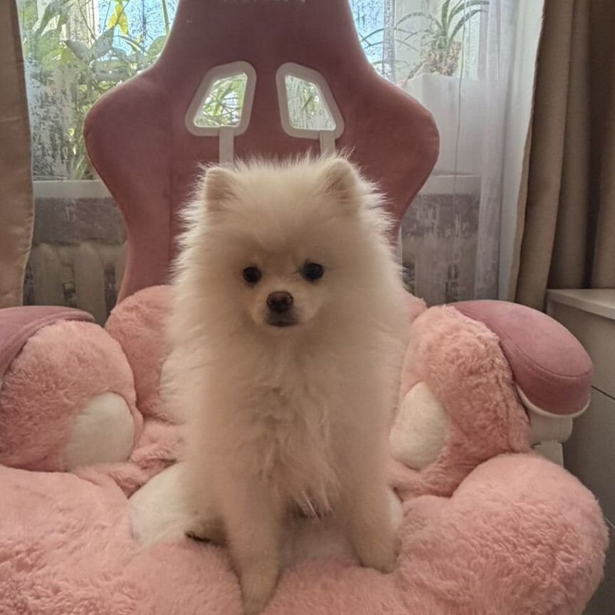 Померанский шпиц, щенок