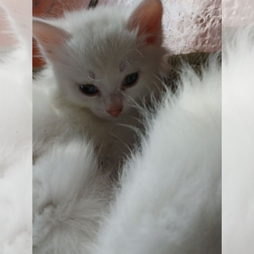 Котята,3 мальчика и девочка,в добрые руки