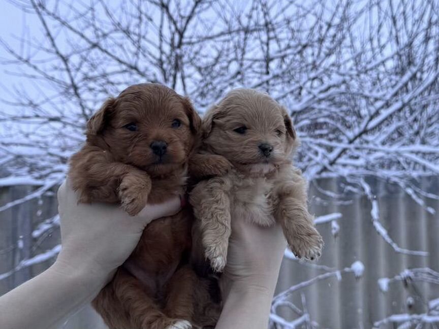 Мальтипу помапу