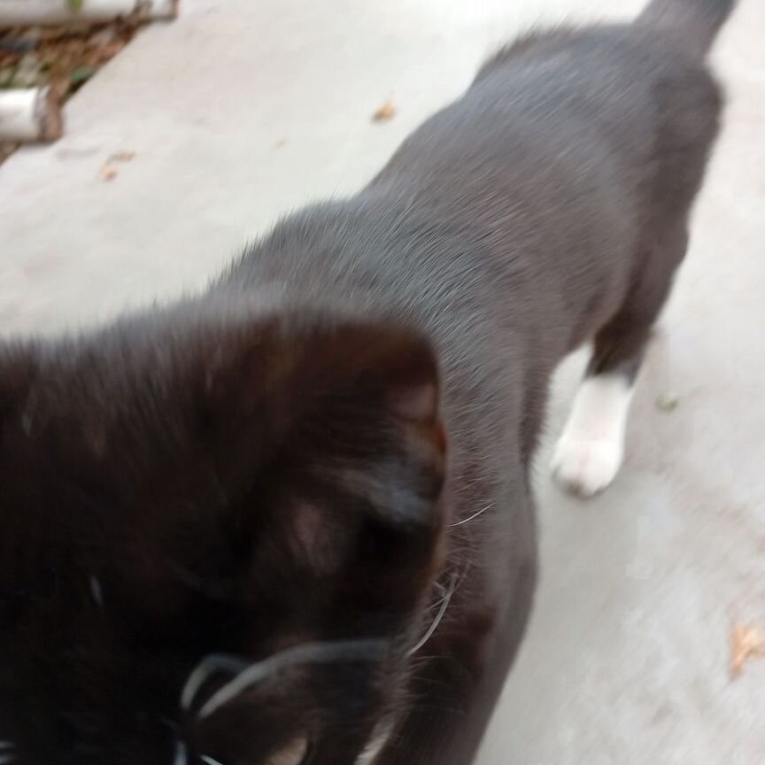 Котята, мальчики