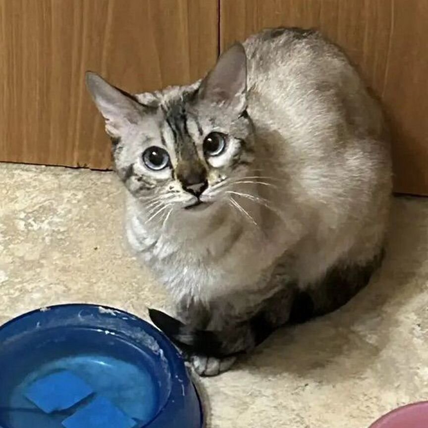 Бенгальская, взрослая кошка