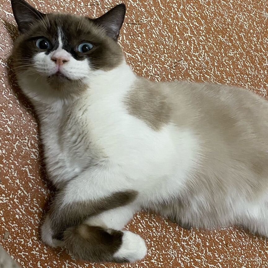 Британский короткошёрстный, взрослый кот