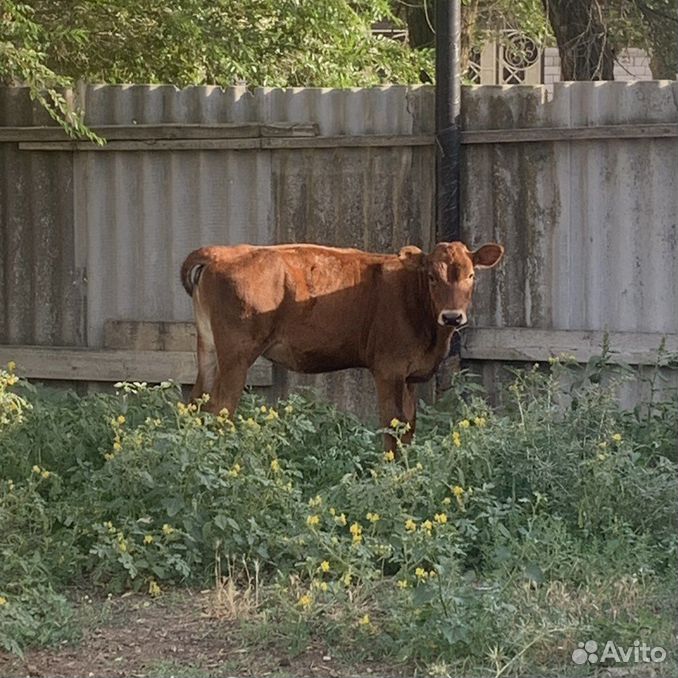 Телята бычки 5 месяцев