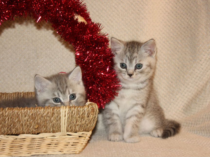 Британские котята
