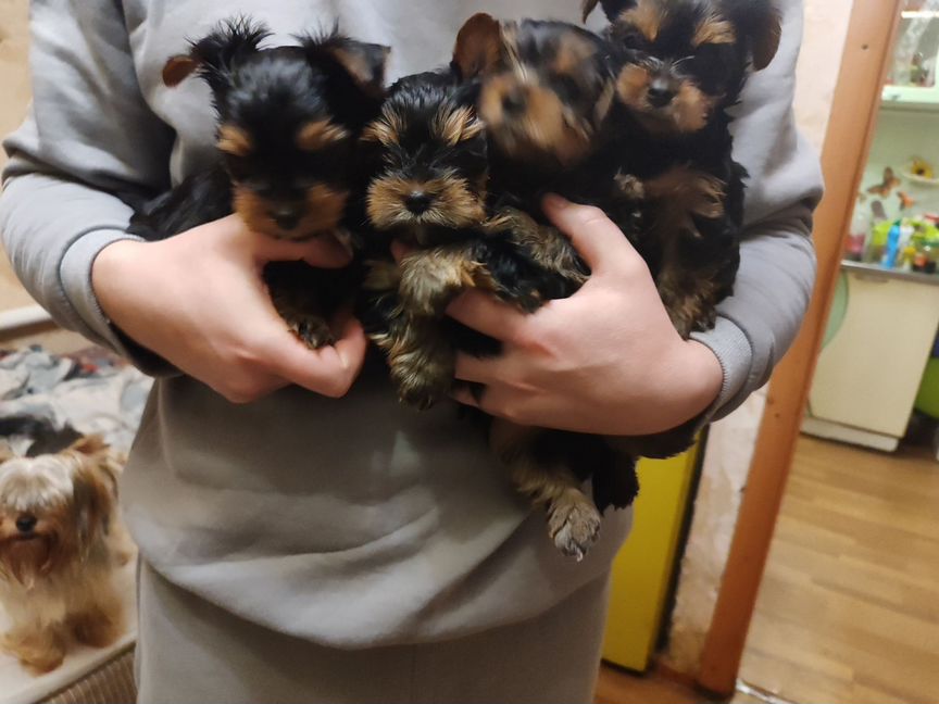 Прикольные дракончики