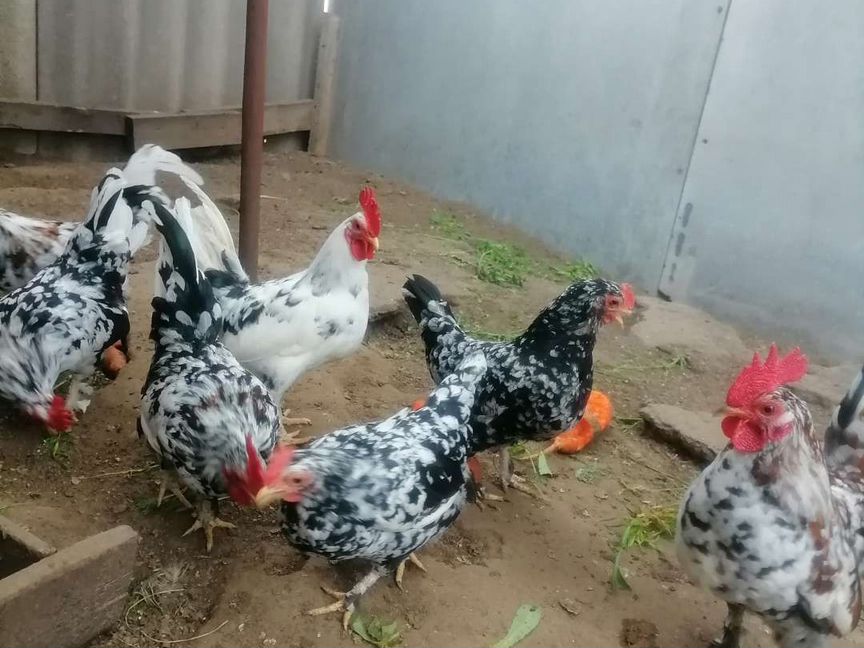 Курочки и петушки бентамки