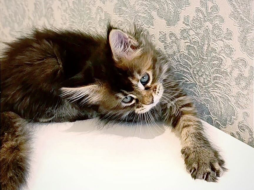 Чистокровные котята