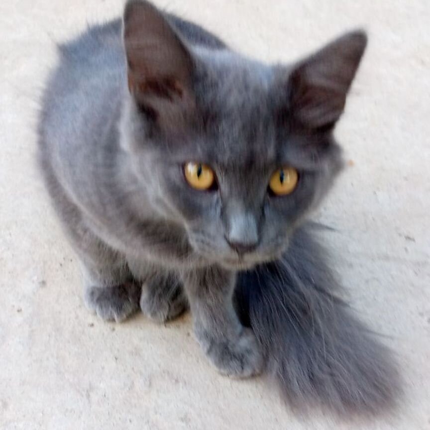 Котик в надёжные руки