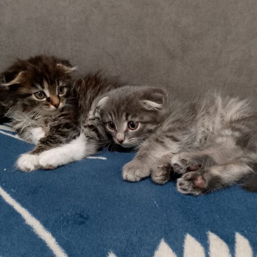 Шотландский вислоухий длинношёрстный котёнок