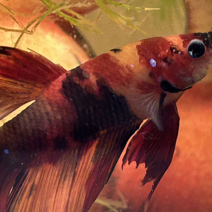 Аквариумные рыбки бесплатно