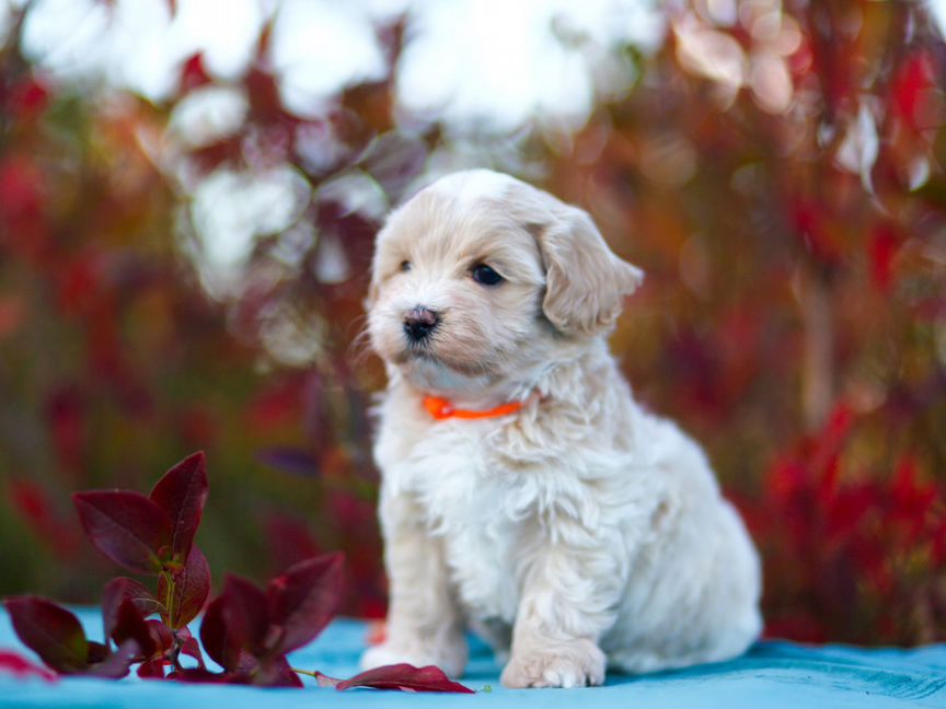 Мишка мальтипу f1, мальчик