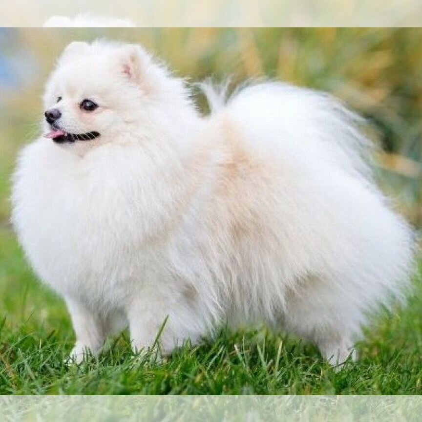 Померанский шпиц