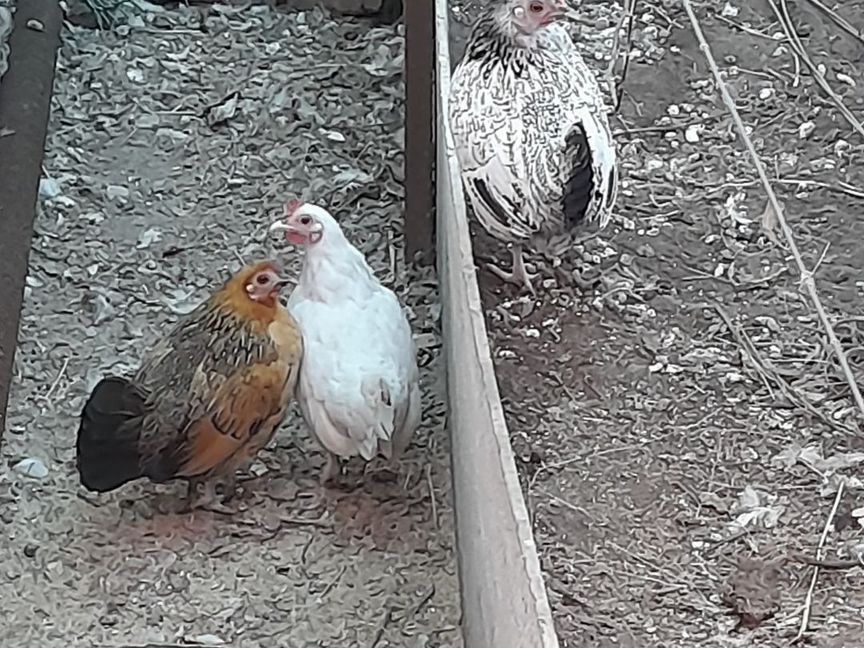 Куры породы бентамка