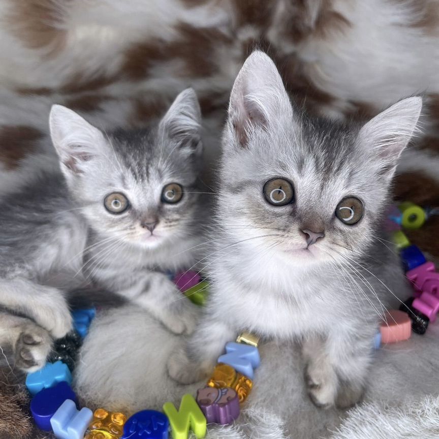 Шотландские котята