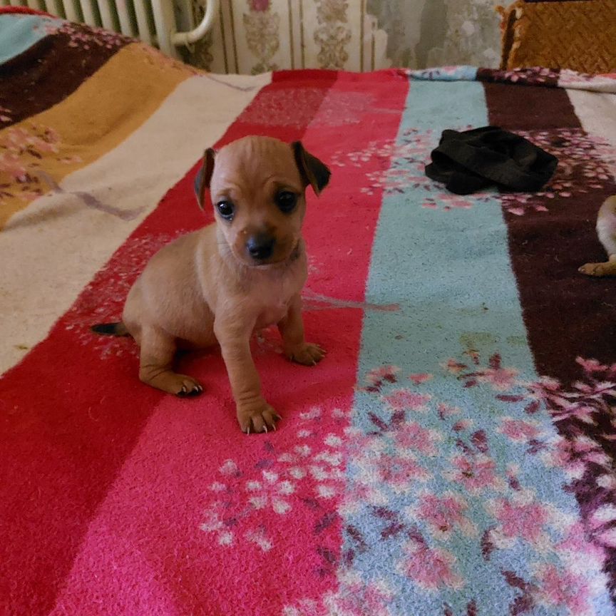 Продам щенят той терьер,девочек 1мес