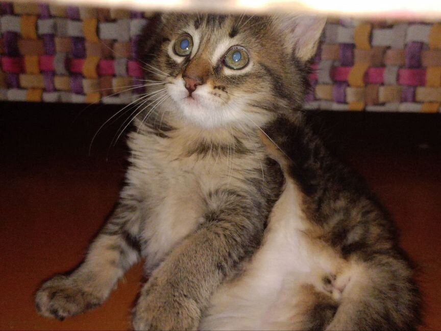 Котята Мейн-кун