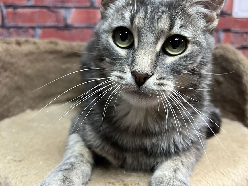 Красавица кошечка Стеша 1,5 года