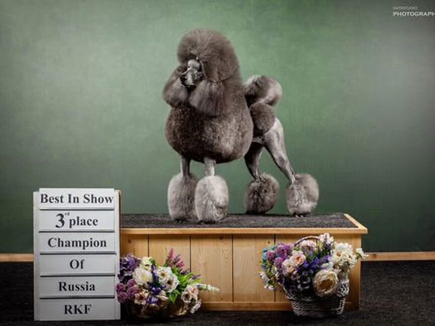 Щенки большого пуделя