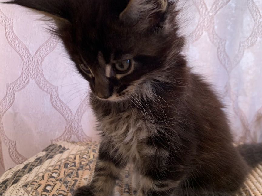 Котята мейн-кун