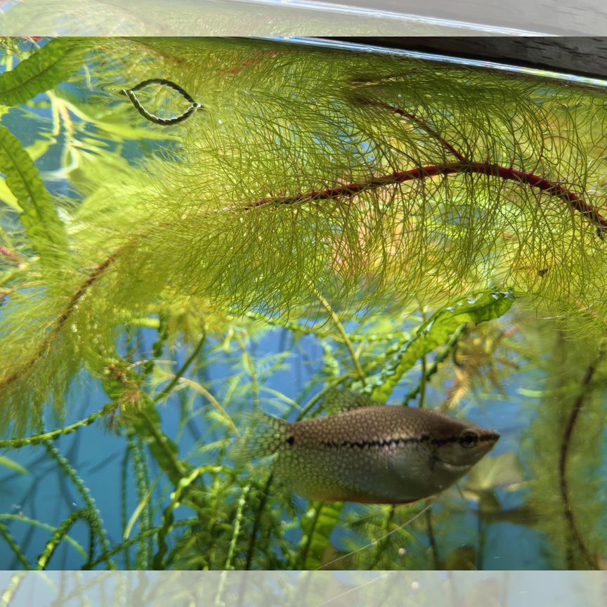 Аквариумные растения прополка