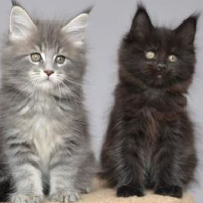 Мейн-кун котёнок