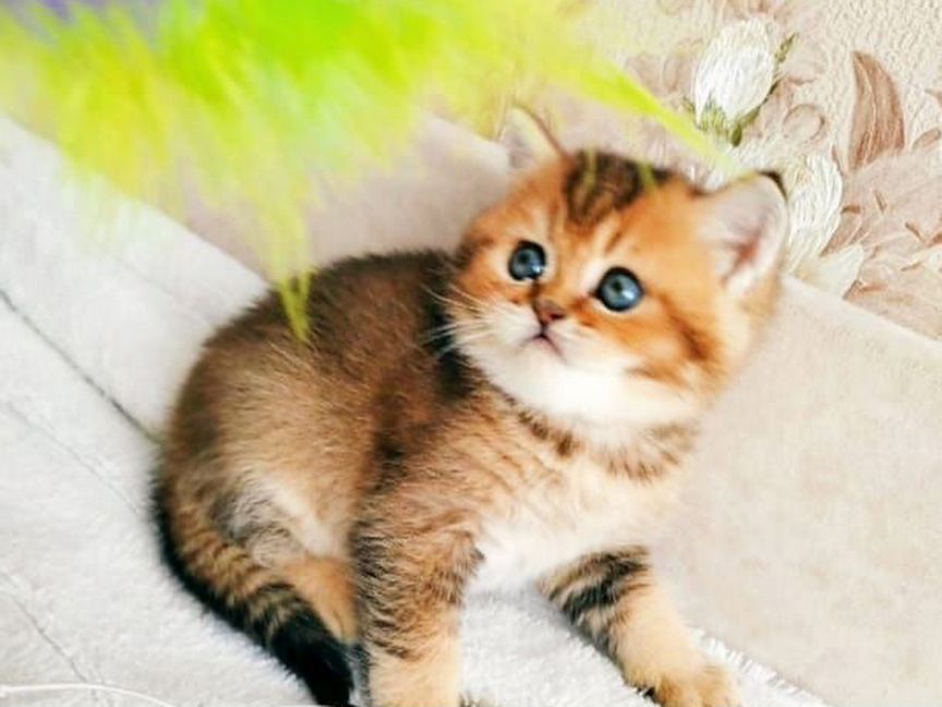 Забавные шиншиллята