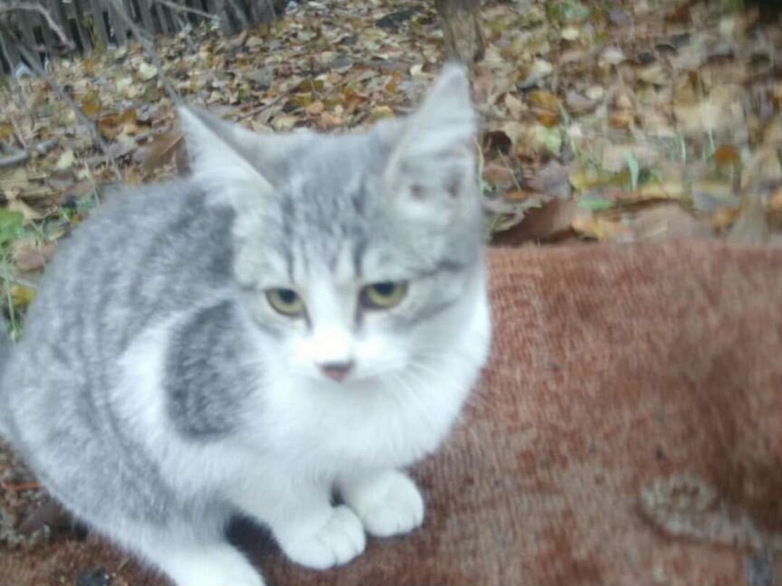 Кошечка Алиса
