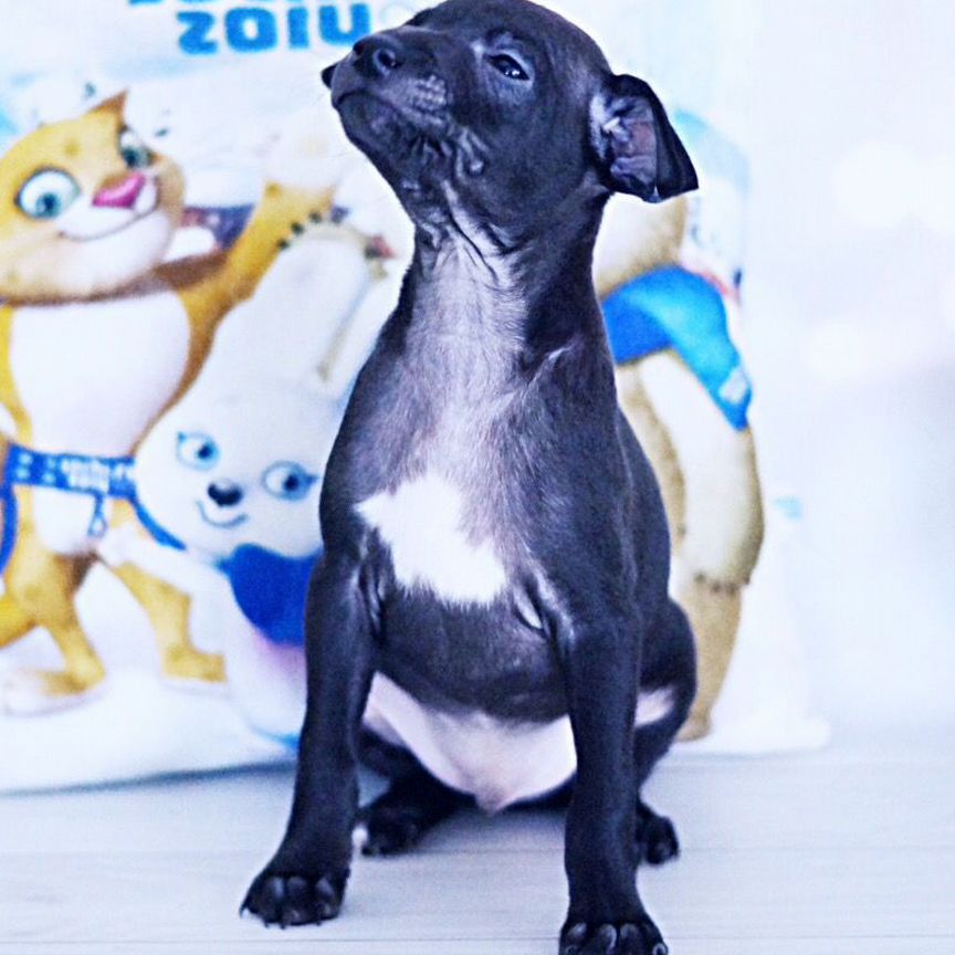 Левретка, щенок