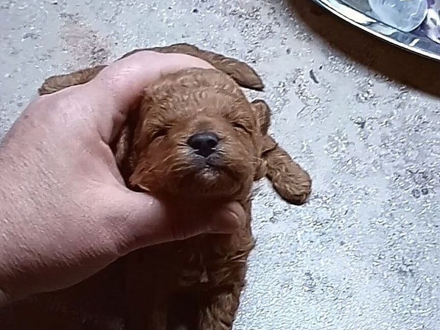 Мальтипу Ф1 яркие мальчики