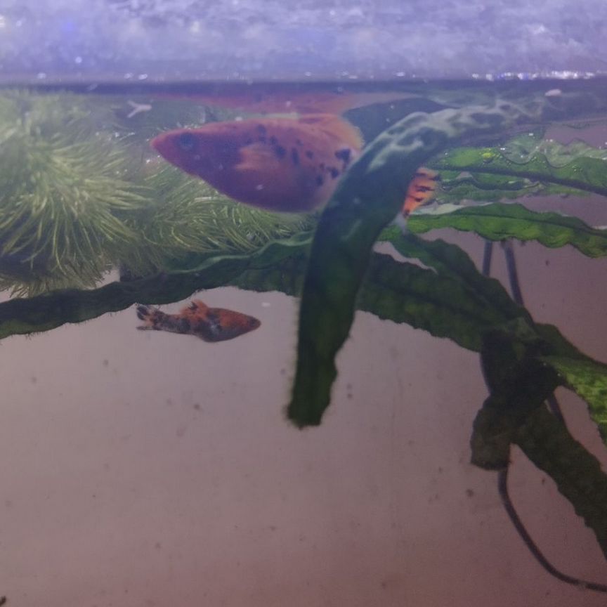 Продам/отдам аквариумных рыб