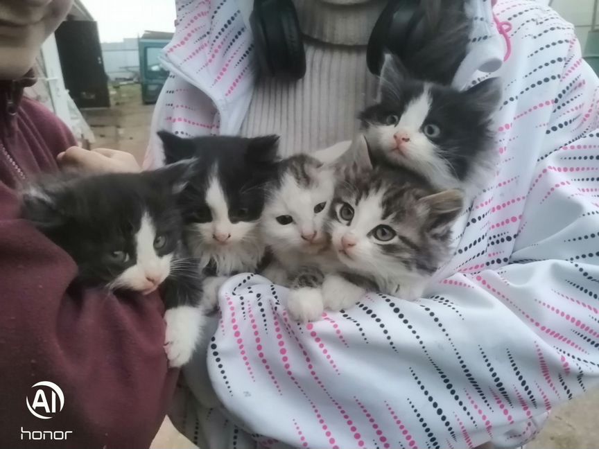 Котята в добрые руки