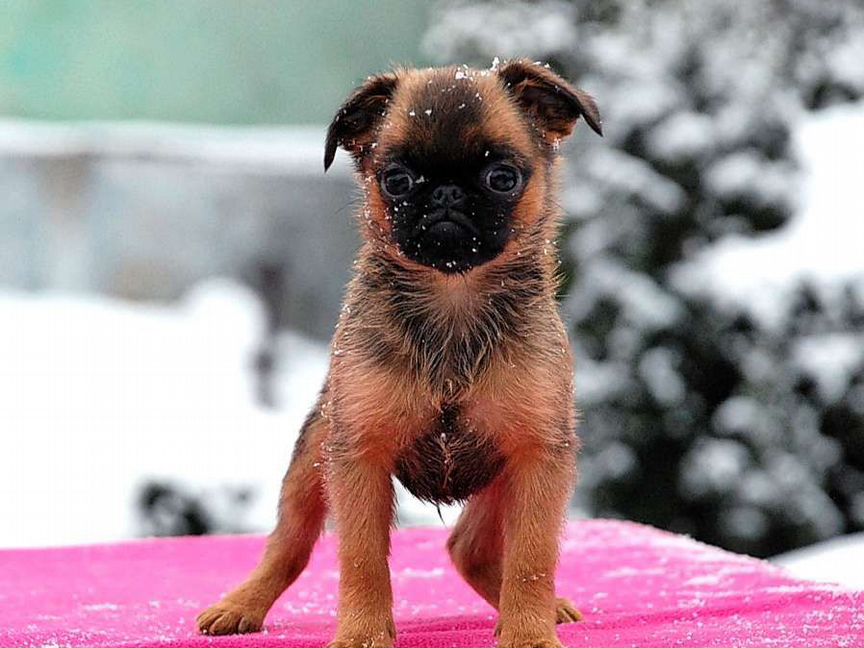 Пти брабансон миниатюрный мальчишка