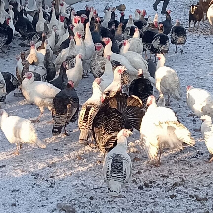 Индюки степные