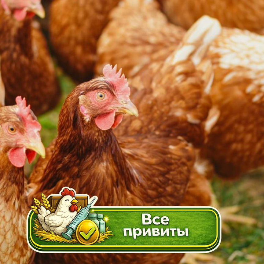 Куры несушки с доставкой