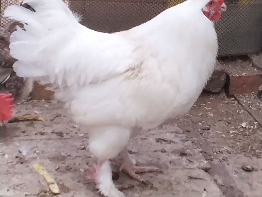 Петухи фавероли