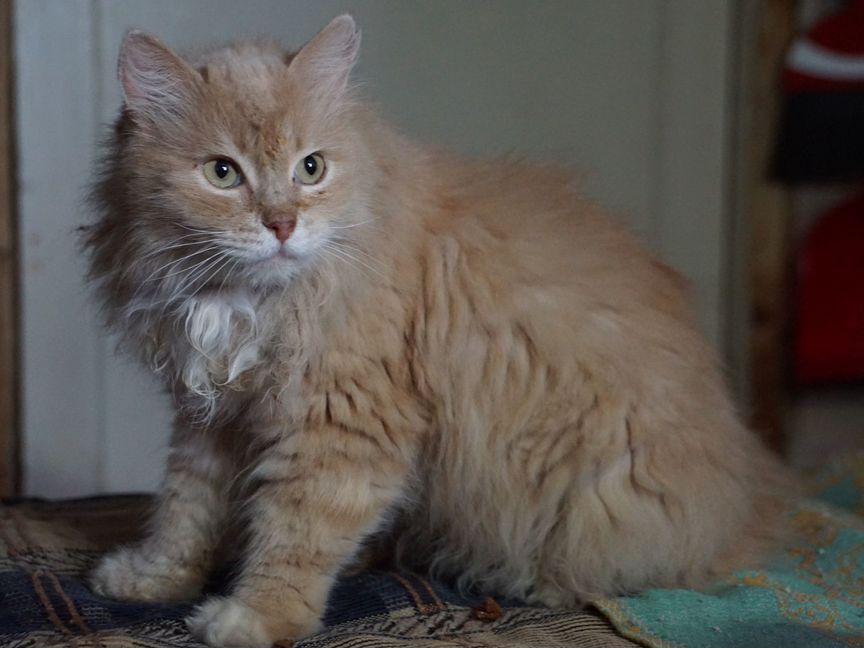 Персиковый и рыжий коты