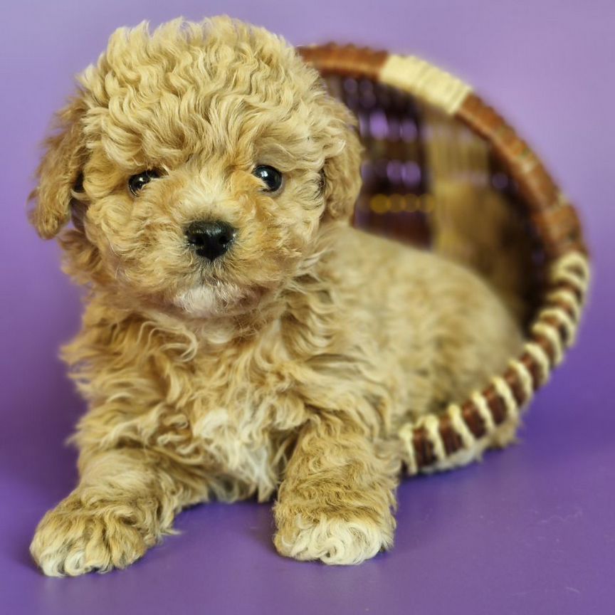 Мальтипу, щенок