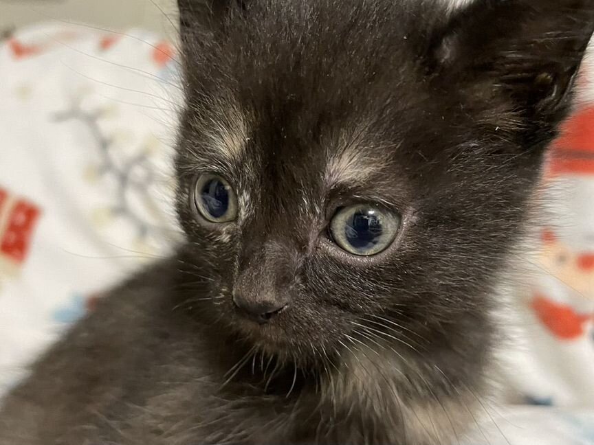 Котята в добрые руки 1 месяц