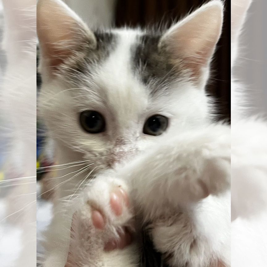 Котенок в добрые руки