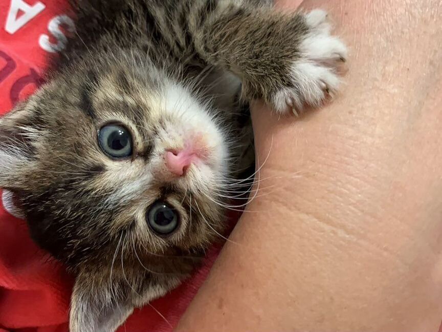 Котенок в добрые руки