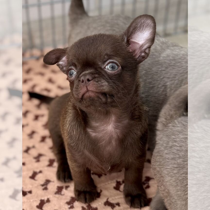 Чихуахуа, щенок