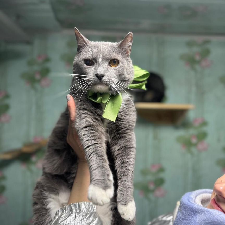 Кот в добрые руки