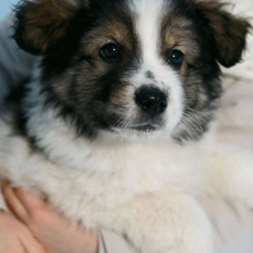 Щенки в дар